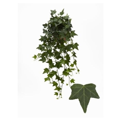 Хедера Грин - Hedera hel. green